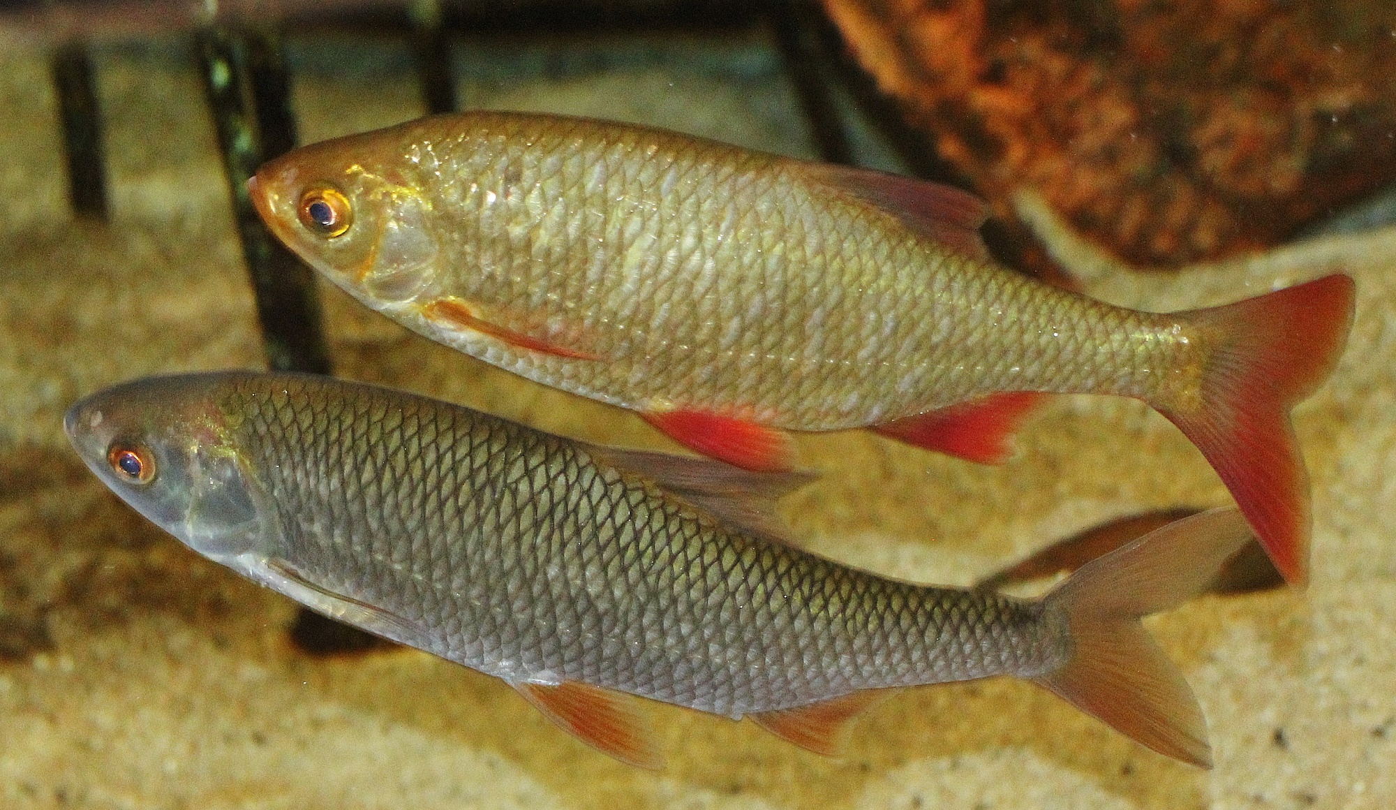 Lika som bär | Ingemar Alenäs