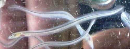 Myndighetens självmål | Ingemar Alenäs