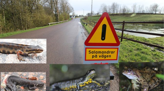 Salamandrar kan hjälpa hjärtsjuka patienter | Ingemar Alenäs